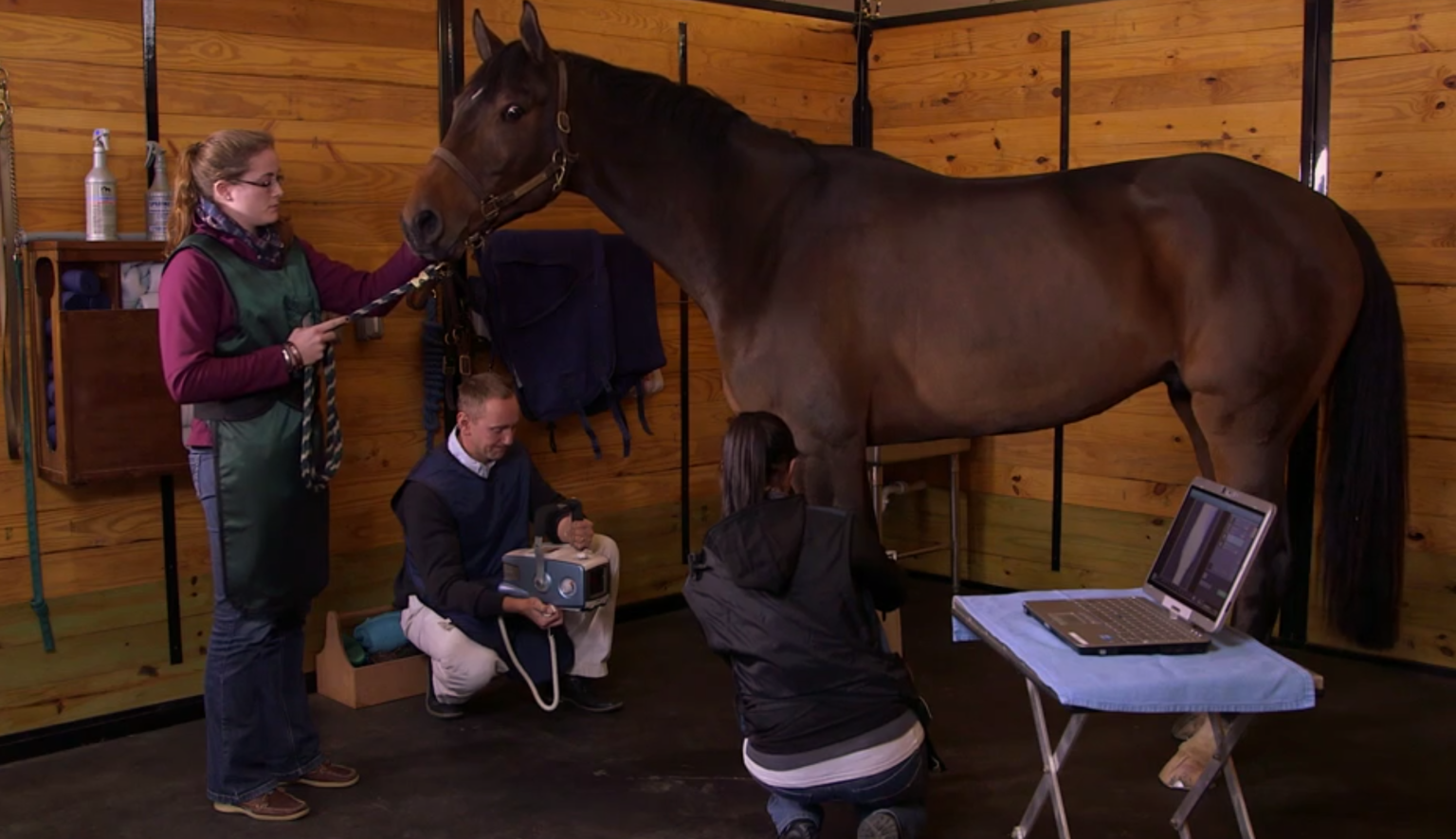 Veterinary Diagnostic Imaging Systems | Fujifilm Veterinary