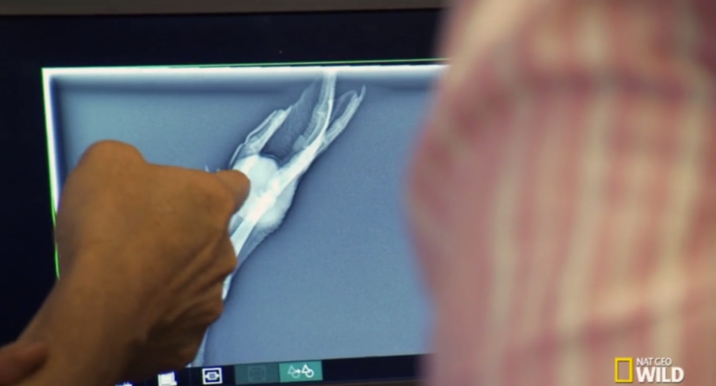 Veterinary Diagnostic Imaging Systems | Fujifilm Veterinary